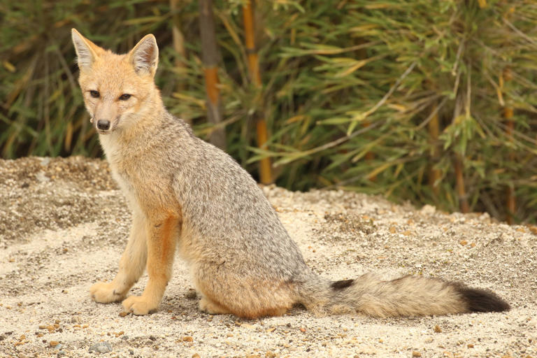 It might be called a fox and look like a fox, but don't be fooled as ...