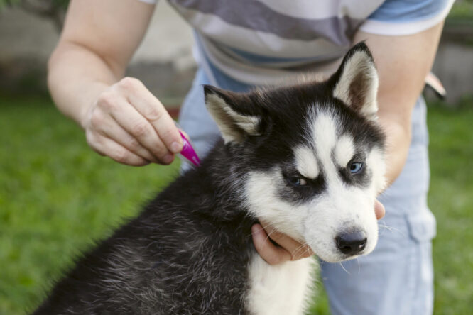 How to spot a fake flea treatment before it harms your pet