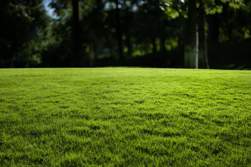 Lawns will be green and healthy this summer if 1 garden task is ...