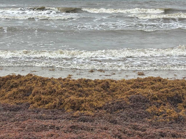 Unsightly seaweed afflicting Galveston's beaches has terrible timing