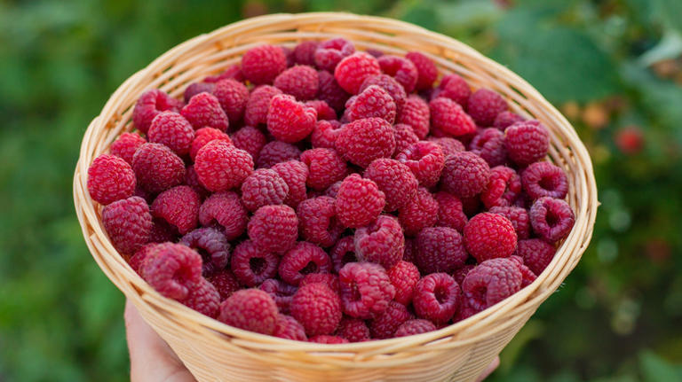 A cup of these berries has more fiber than quinoa