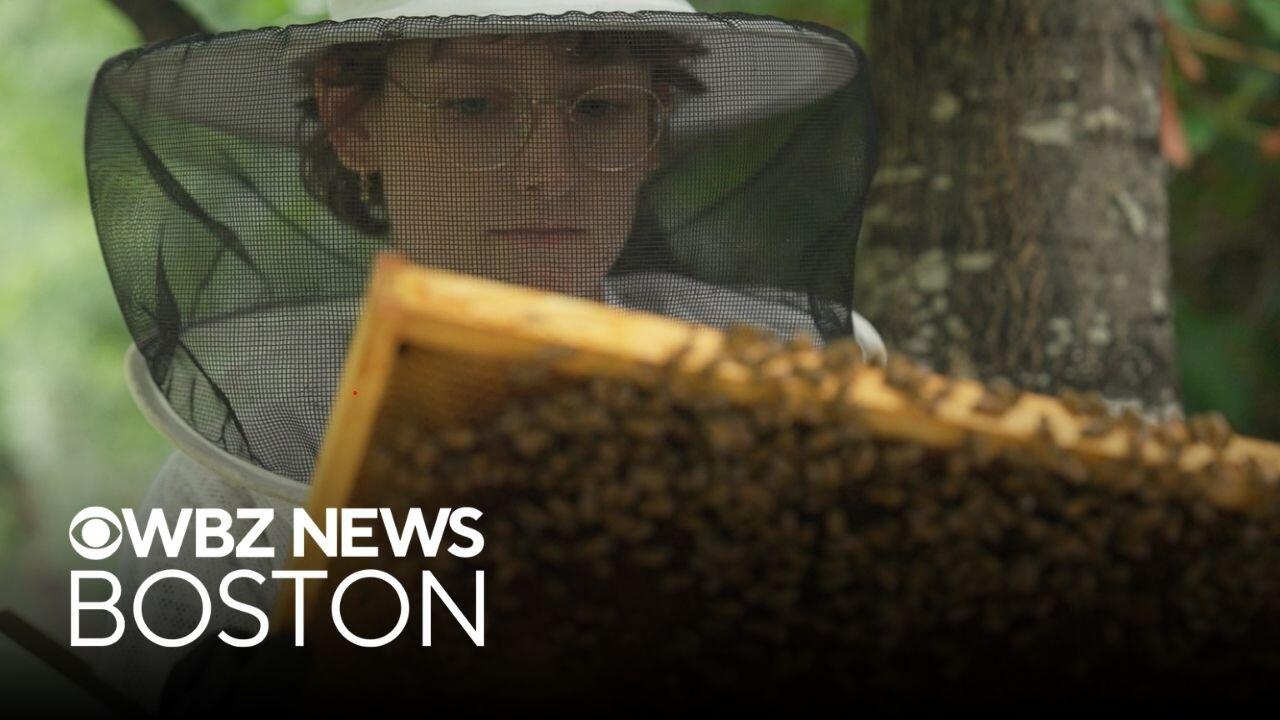 How backyard beekeeping is helping the environment