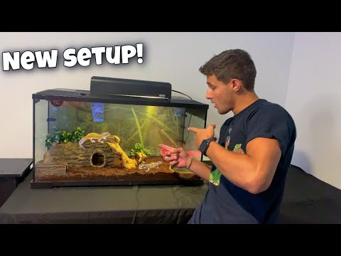 I transformed my leopard gecko's home! 🦎