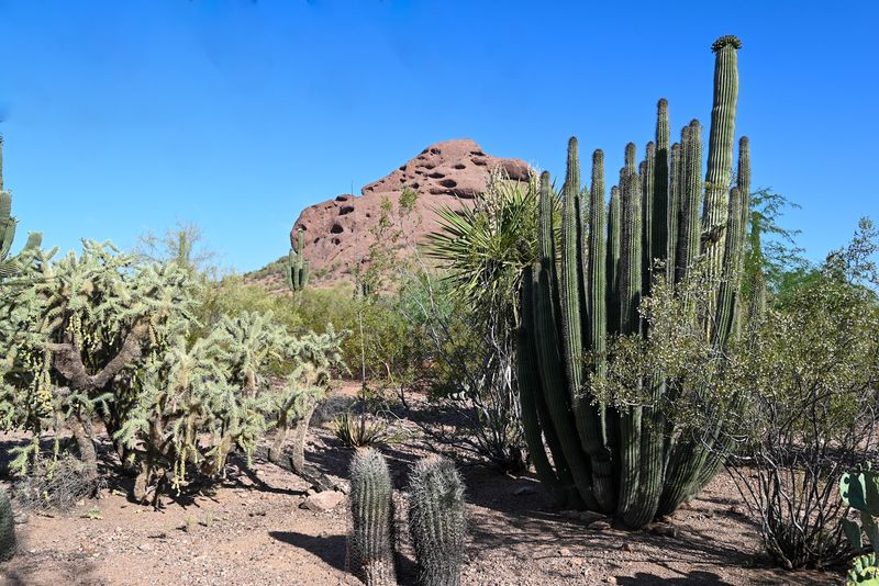 13 best places to visit in Phoenix for a desert escape