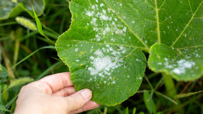 12 of the most common plant diseases you don't want ruining your plants