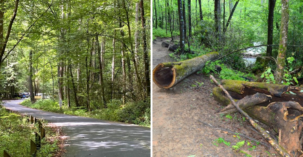 Why conservationists are fighting to save Nantahala’s old-growth forest ...