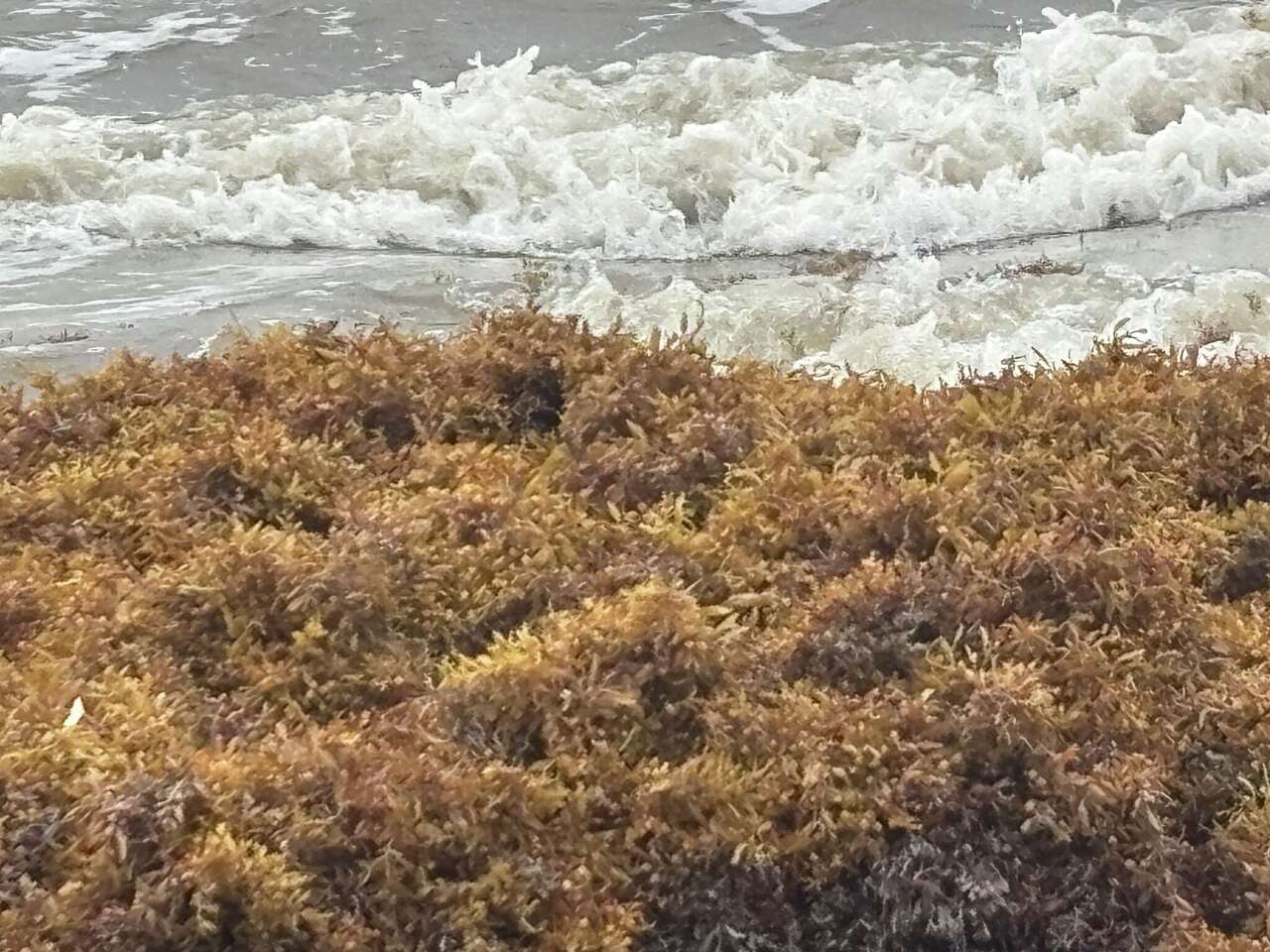 Unsightly seaweed afflicting Galveston's beaches has terrible timing