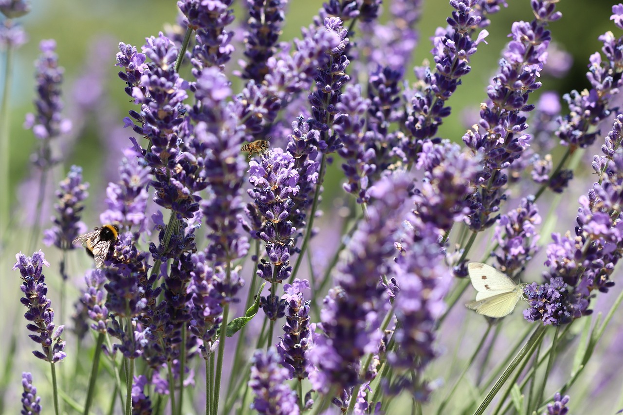 Pollinator paradise: 12 plants that bring bees and joy to your yard