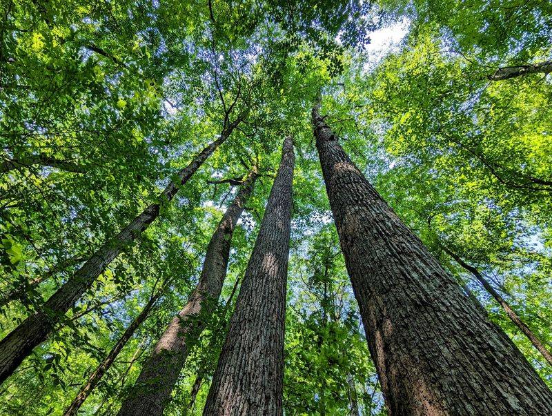 Why conservationists are fighting to save Nantahala’s old-growth forest ...