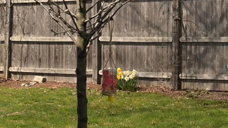 Save your mason jar and lid to attract more butterflies to your yard