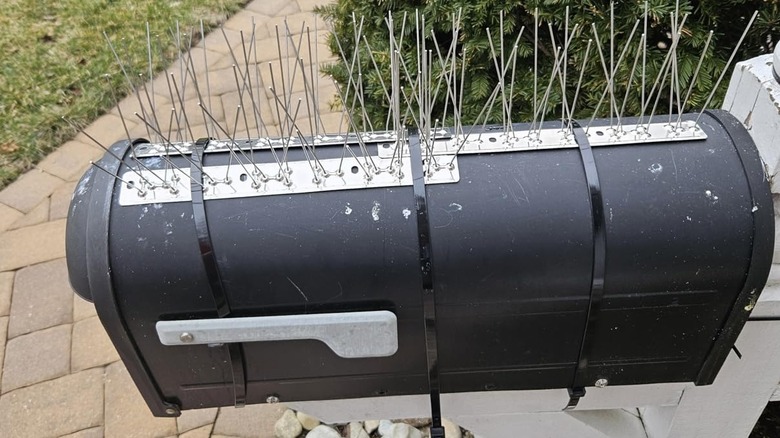 Tips for keeping grackles out of your yard