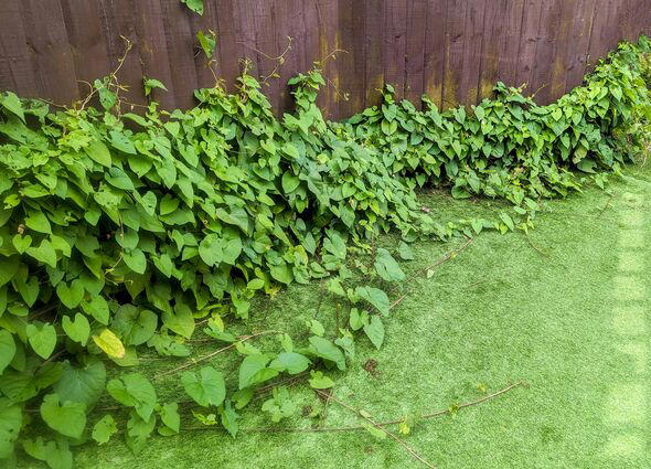 Weeds won't grow back again if gardeners do 1 important task this May