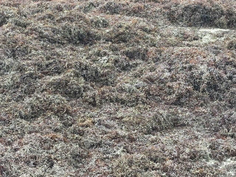 Unsightly seaweed afflicting Galveston's beaches has terrible timing