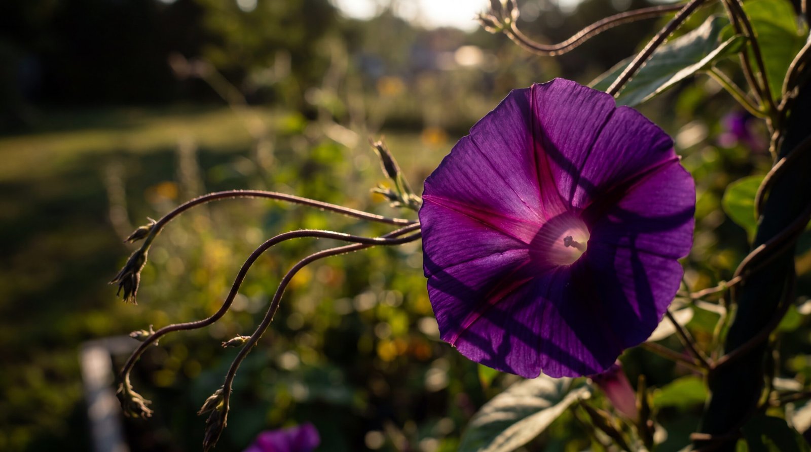 6 flowering plants that secretly sabotage your garden