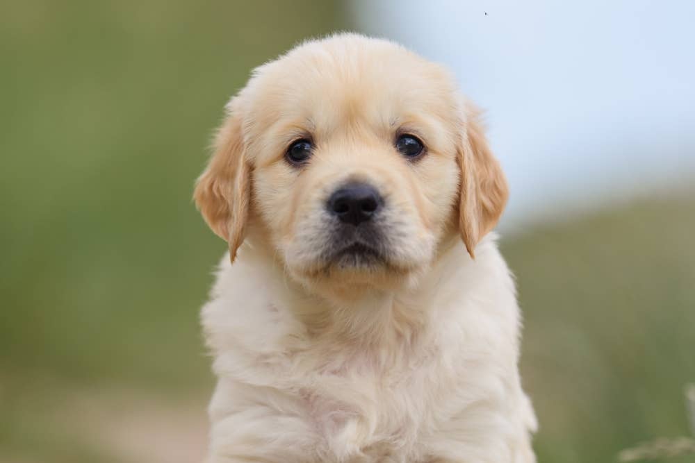 Tito's Vodka welcomes office puppy Wilbur: Employees share heartwarming ...