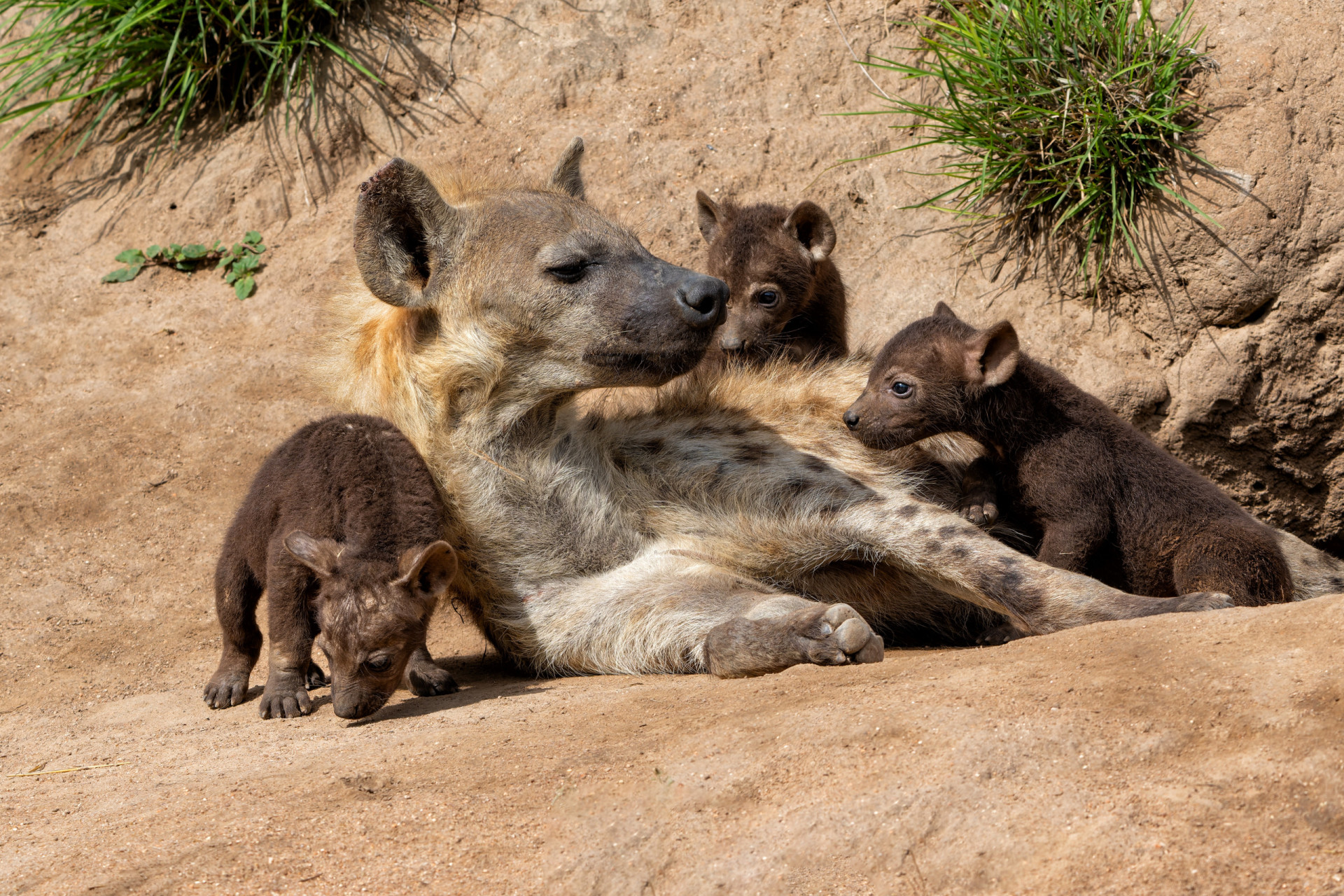 The wildly happy humor of hyenas