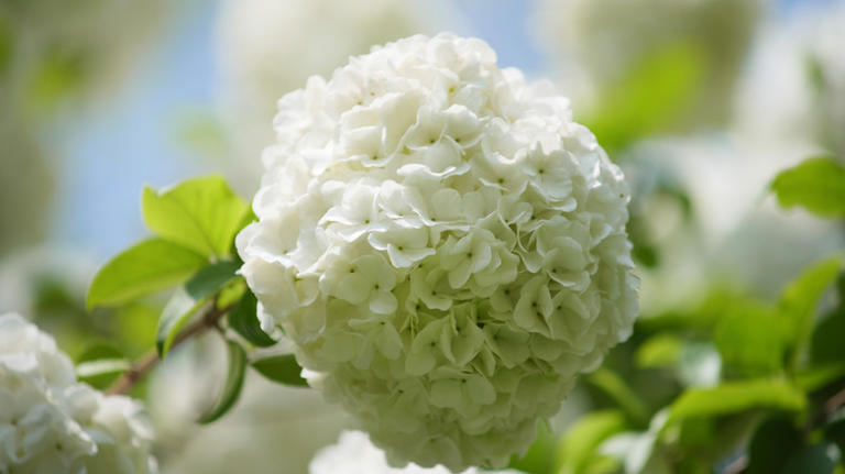 Why there's simply no need for hydrangeas anymore