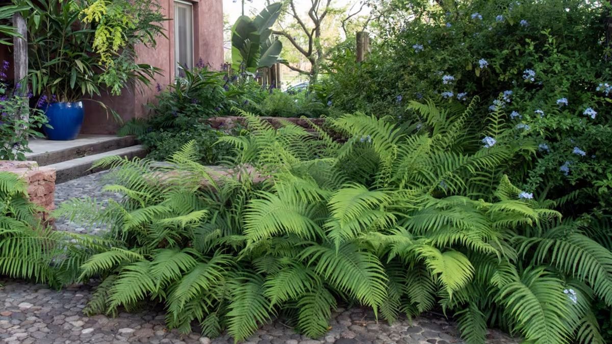 Qué plantar donde el sol no llega: 7 plantas que crecen felices en la ...