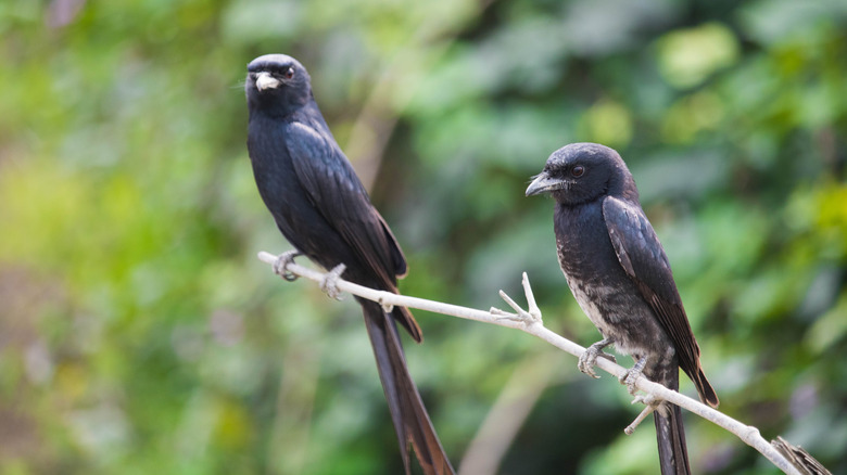 Tips for keeping grackles out of your yard