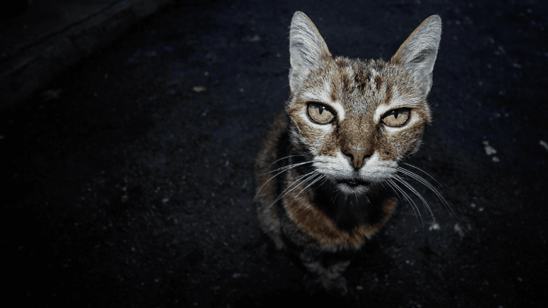 Veterinarians reveal the real reason your cat wakes you up at night