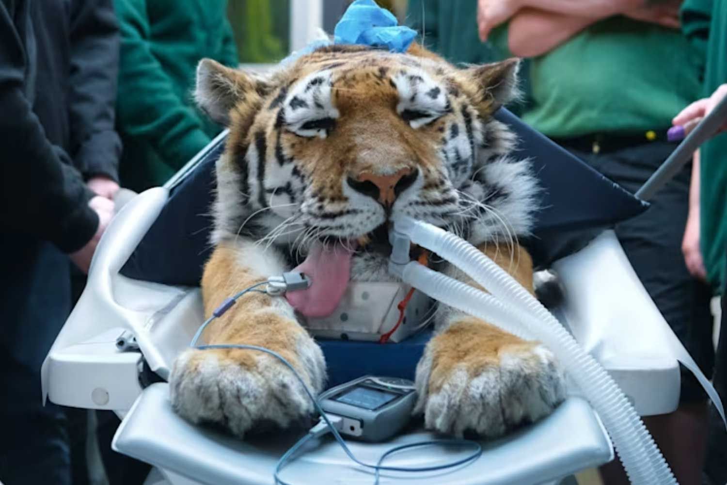 Various animals, including a tiger, penguin and sloth, undergo CT scans ...