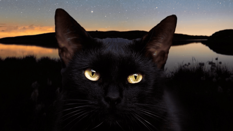 Veterinarians reveal the real reason your cat wakes you up at night