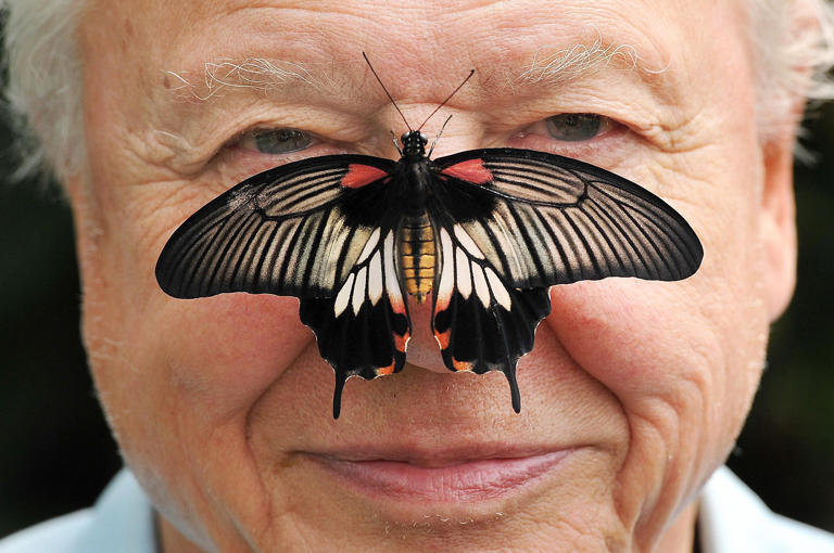 In pictures: Sir David Attenborough’s charming friendship with animals