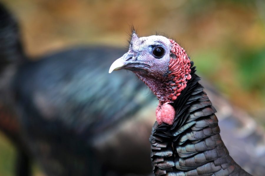 Utah hunter shot after decoy turkey mistaken for real bird
