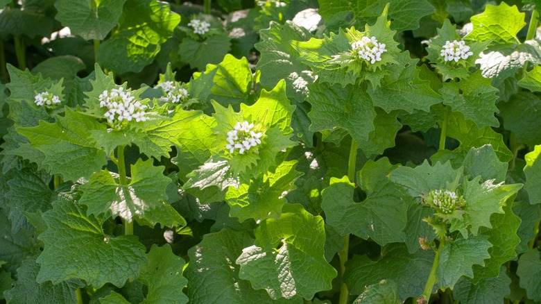Garlic mustard is the leafy green that's nothing like it sounds