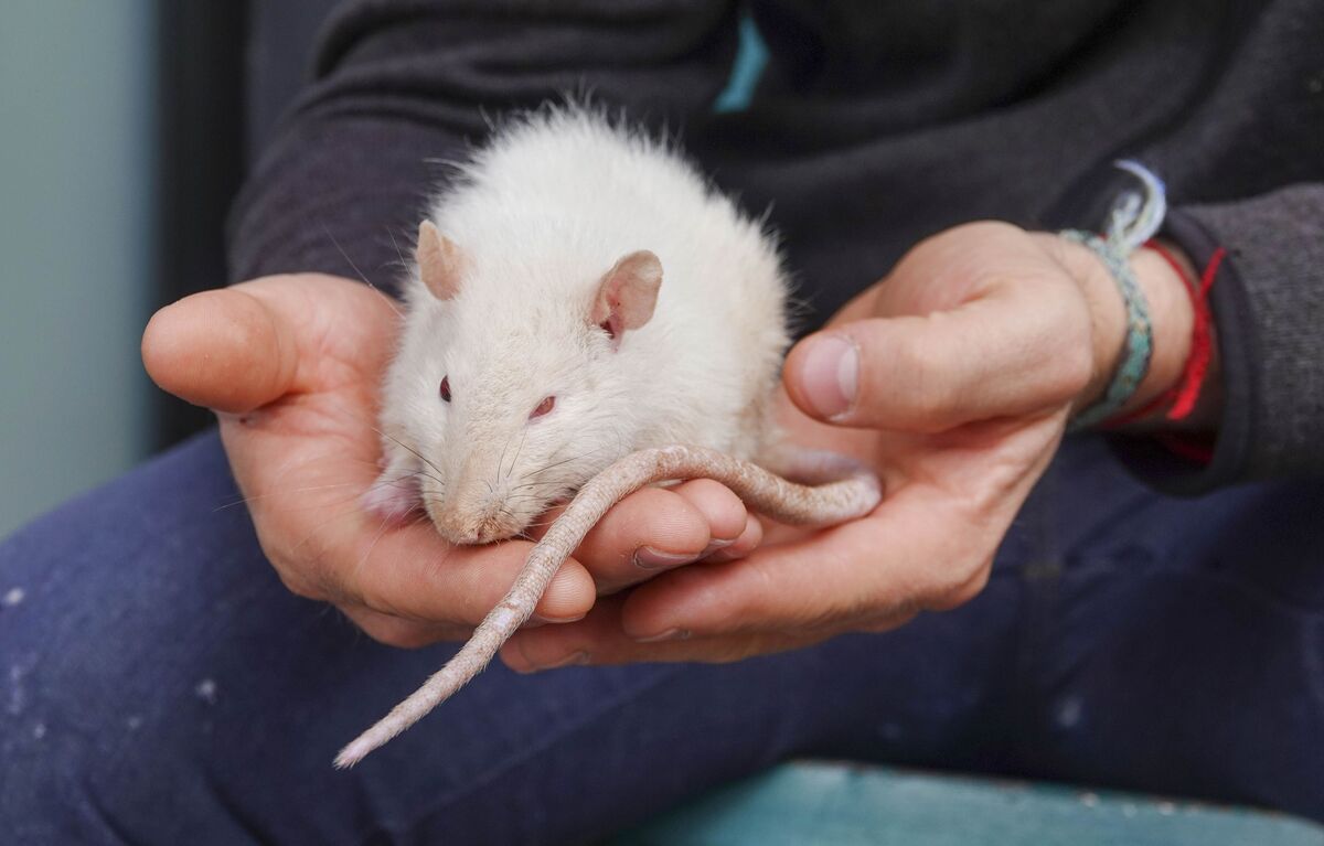 ¿Qué es el hantavirus, enfermedad que se transmite de los roedores a ...