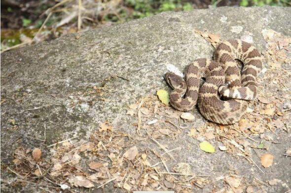 Two dead after influx of rattlesnake bites in California county