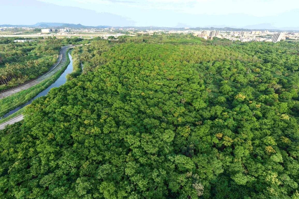 砍舊林造新林? 總統宣示都市造林，橋頭糖廠百頃森林卻恐遭砍伐，4千民眾連署搶救