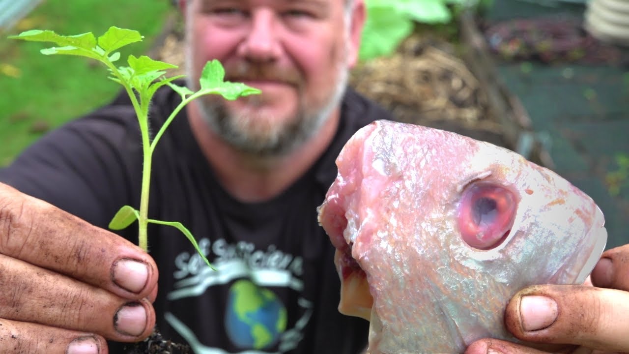Does burying fish heads boost tomato growth? 8-month experiment results!