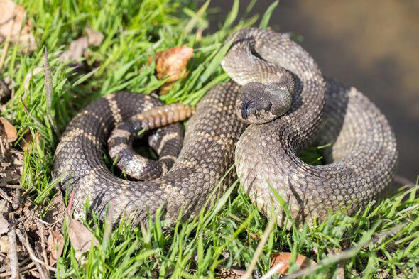 Two dead after influx of rattlesnake bites in California county