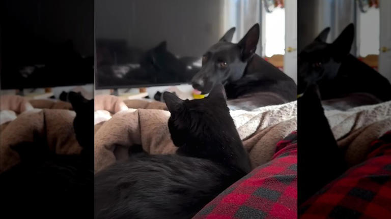 Lookalike German shepherd and black cat quickly turn into each other's ...