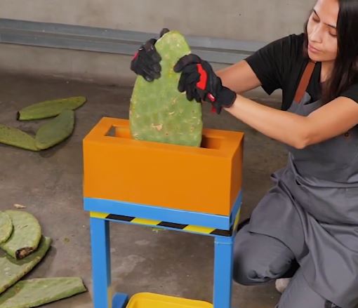 What surprising creations can you make with cacti?