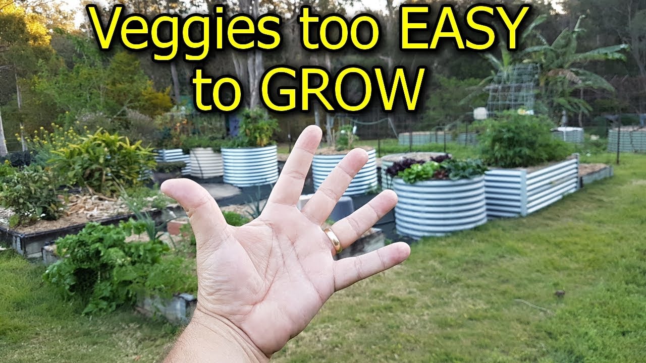 5 easiest vegetables anyone can grow | Effortless gardening tips from ...