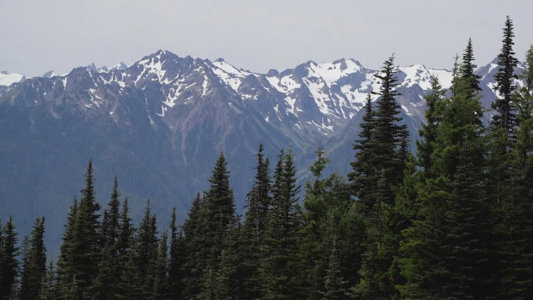 Child shot in Olympic National Forest