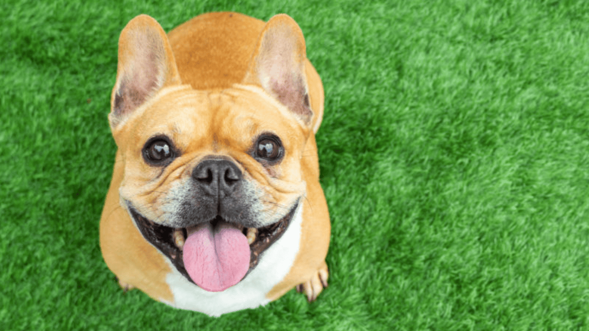 5 signs your dog doesn't want visitors at home
