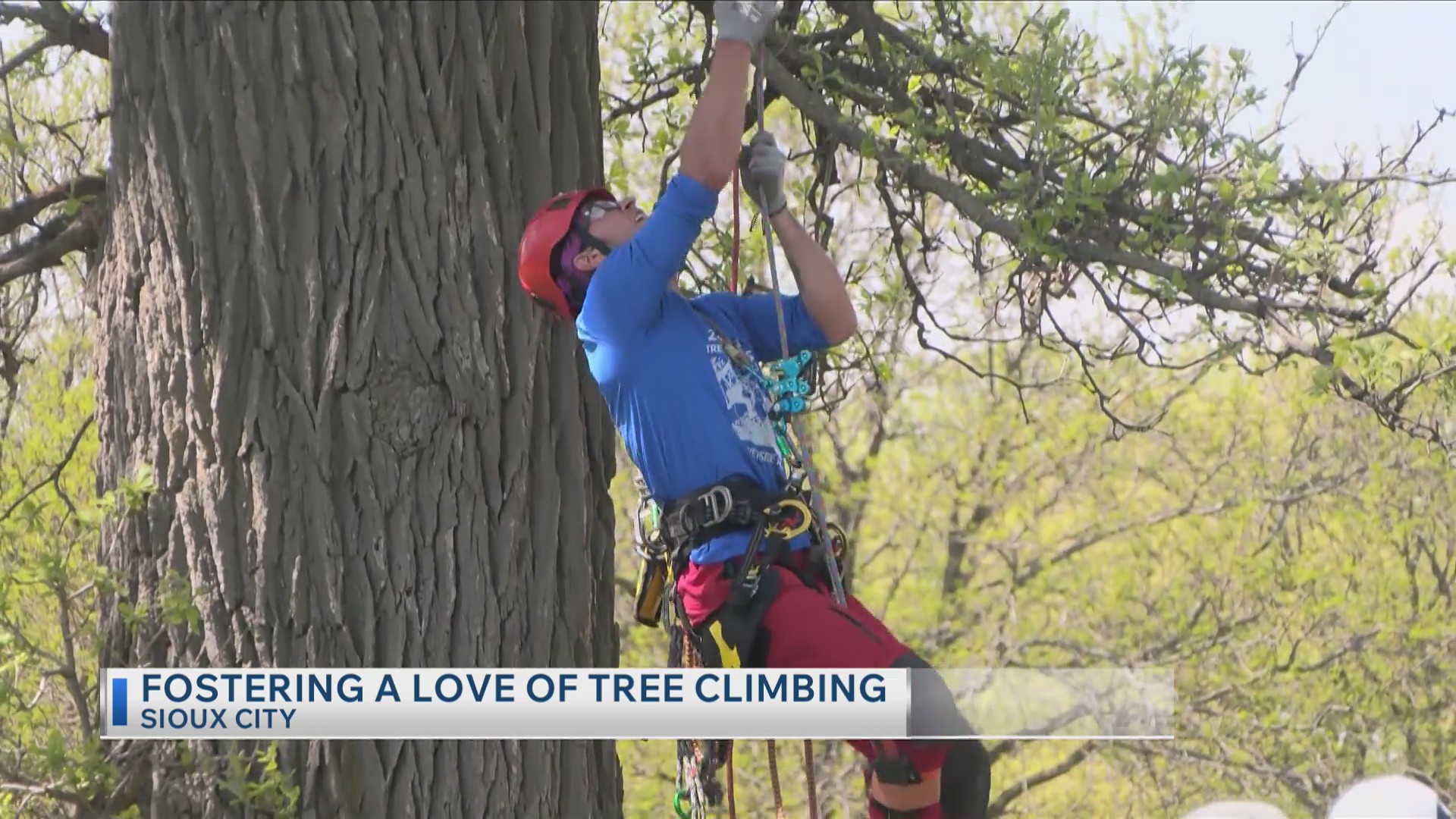Fostering a love of tree climbing