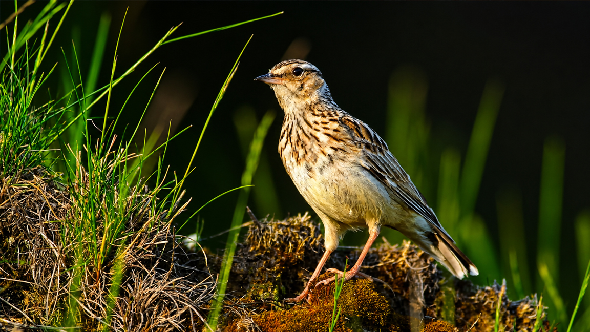 Delicate wild bird standing calmly in natural setting