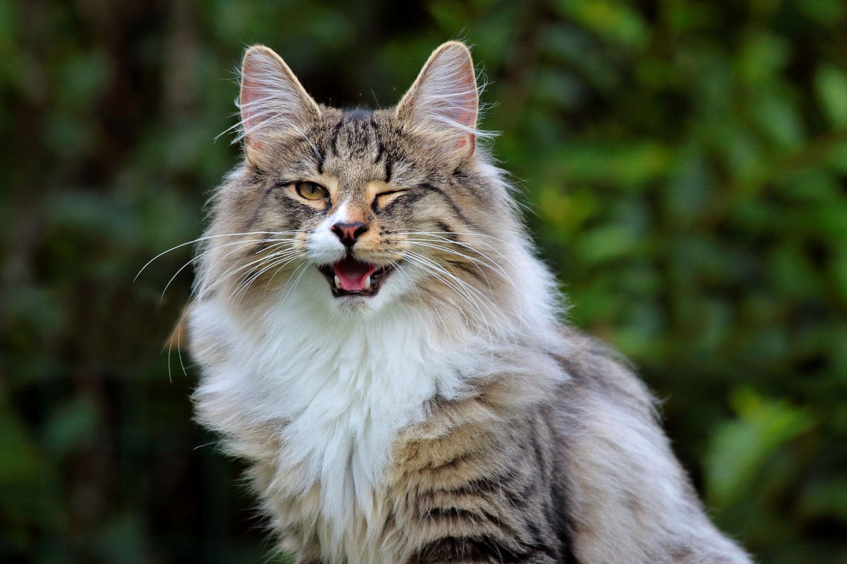 The tabby cat personality — here’s what it really means to live with one