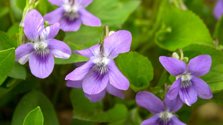 Garlic mustard is the leafy green that's nothing like it sounds