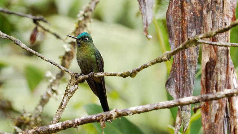 Anderson Cooper learns the thrills of birding