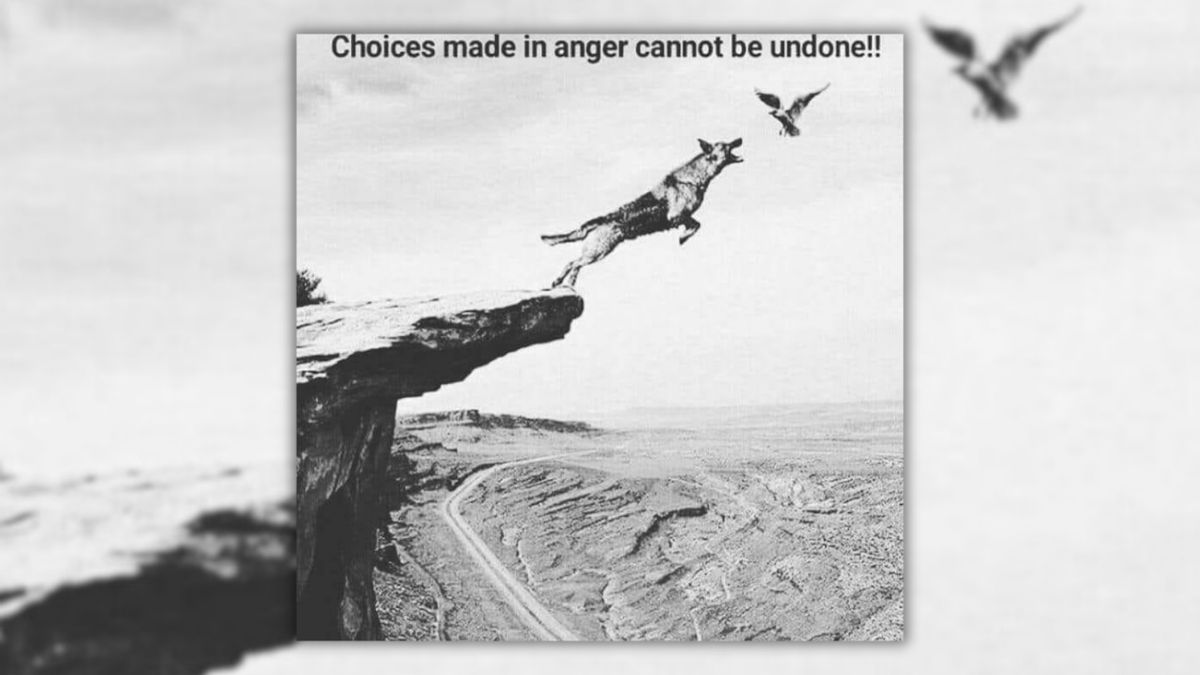 Did photo of dog chasing bird off cliff inspire 'Looney Tunes ...