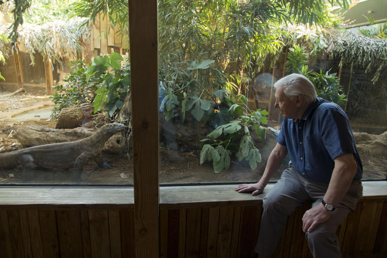 In pictures: Sir David Attenborough’s charming friendship with animals