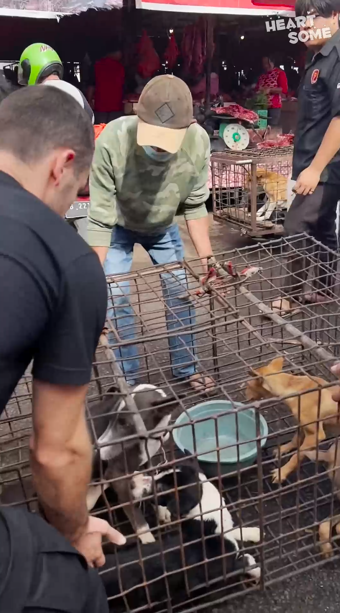 Man rescues dogs from slaughterhouse Tomohon dog meat market