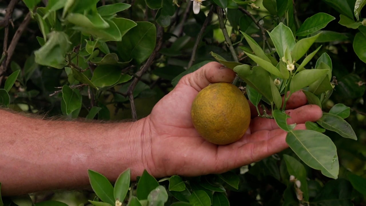 Unpacking the decline of Florida's citrus industry