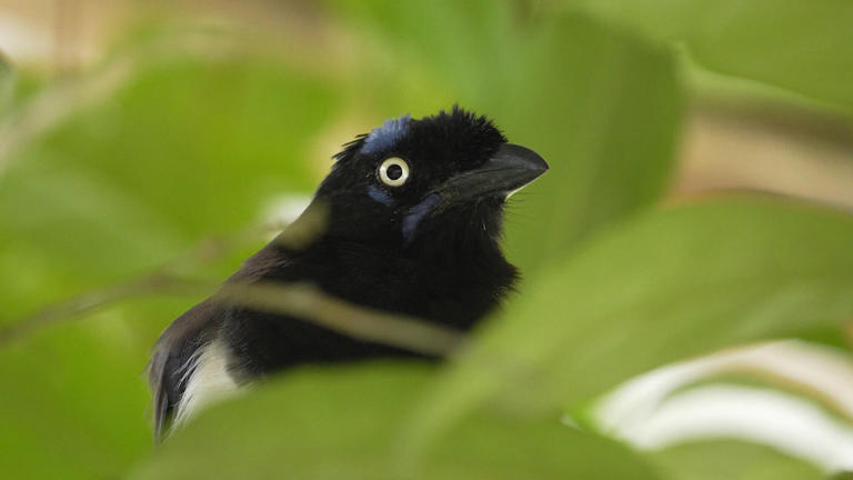 Anderson Cooper learns the thrills of birding