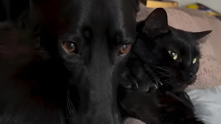 Lookalike German shepherd and black cat quickly turn into each other's ...